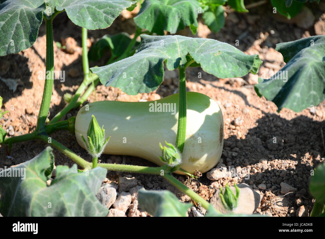 squash blossom,pumpkin,melon - spain Stock Photo - Alamy
