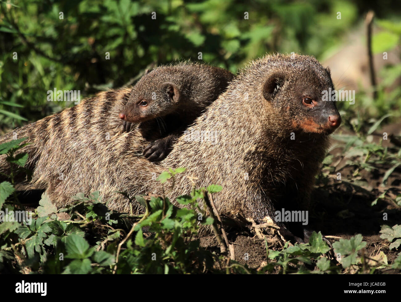 banded mongoose with young Stock Photo - Alamy