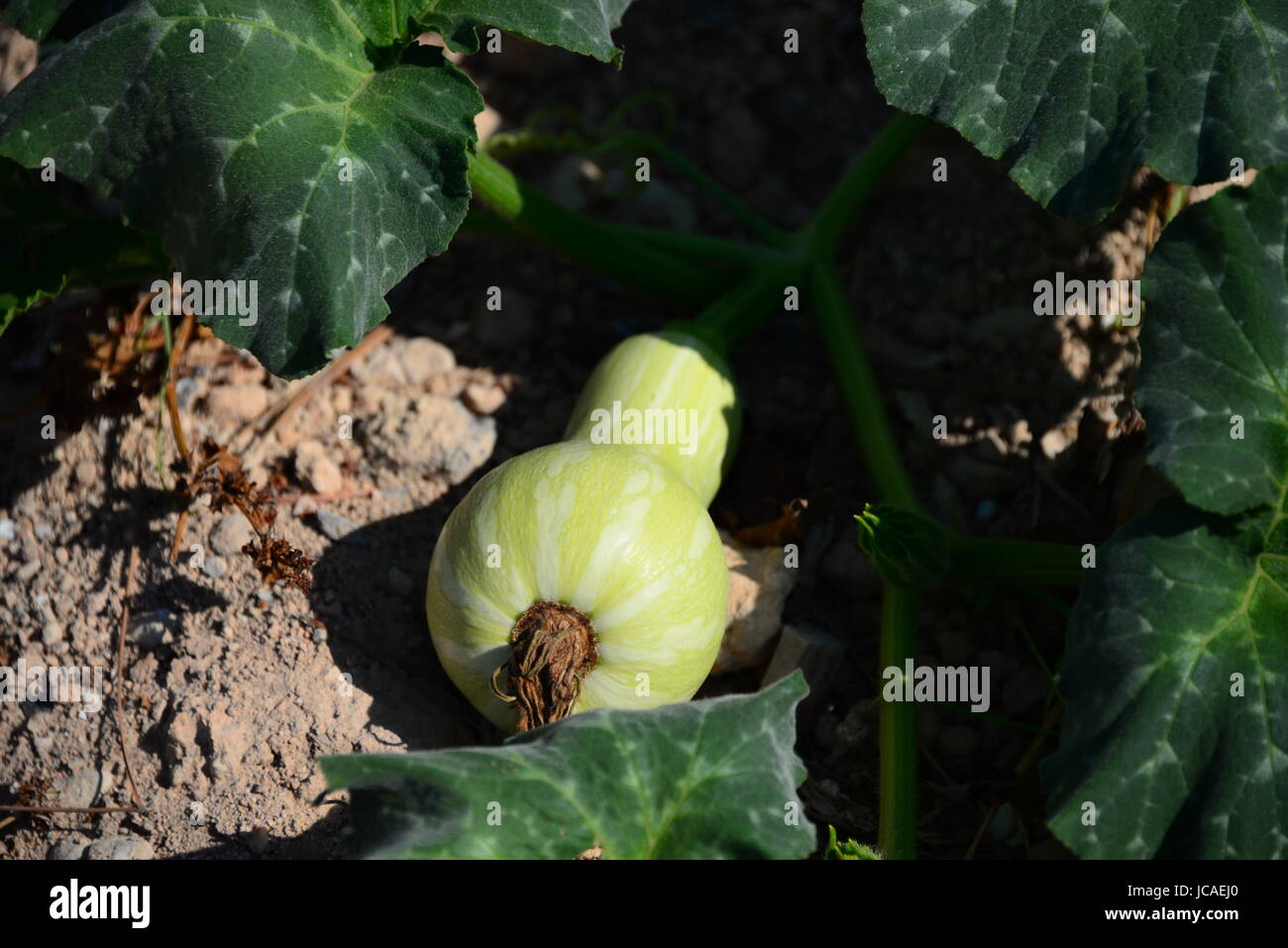 squash blossom,pumpkin,melon - spain Stock Photo - Alamy