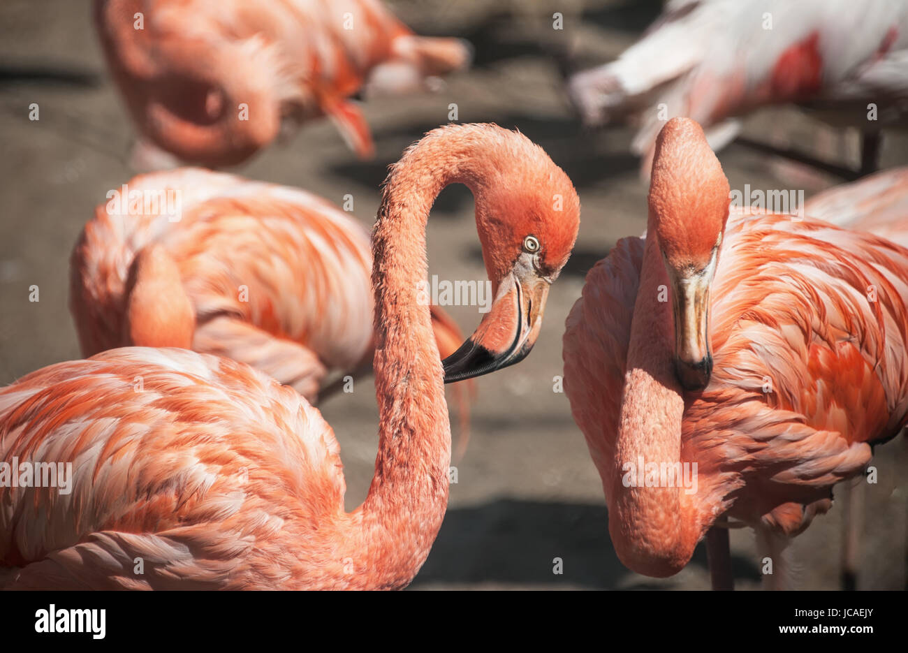 Two large pink Flamingo closeup Stock Photo - Alamy