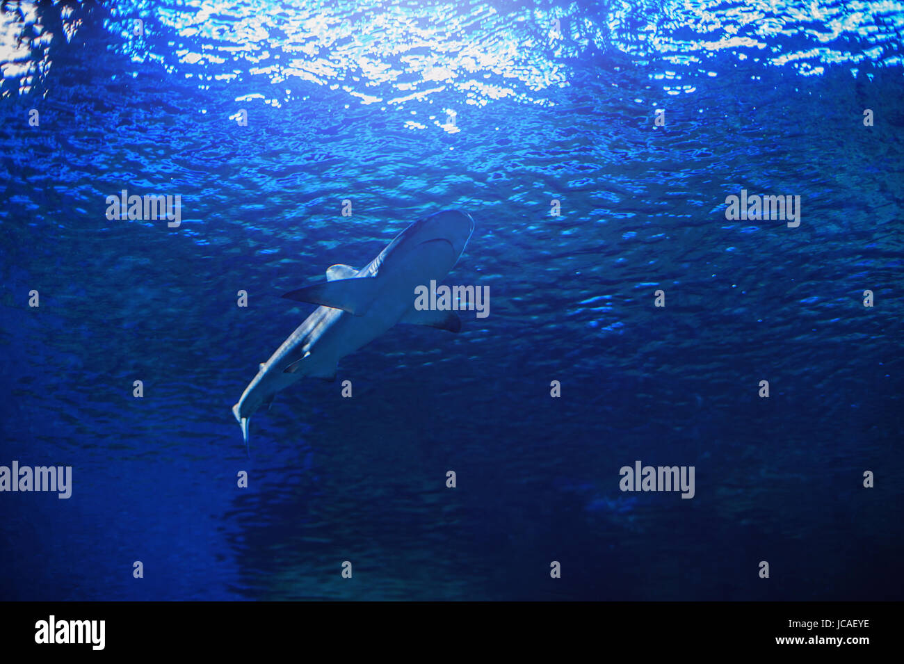 Shark swimming under water Stock Photo - Alamy