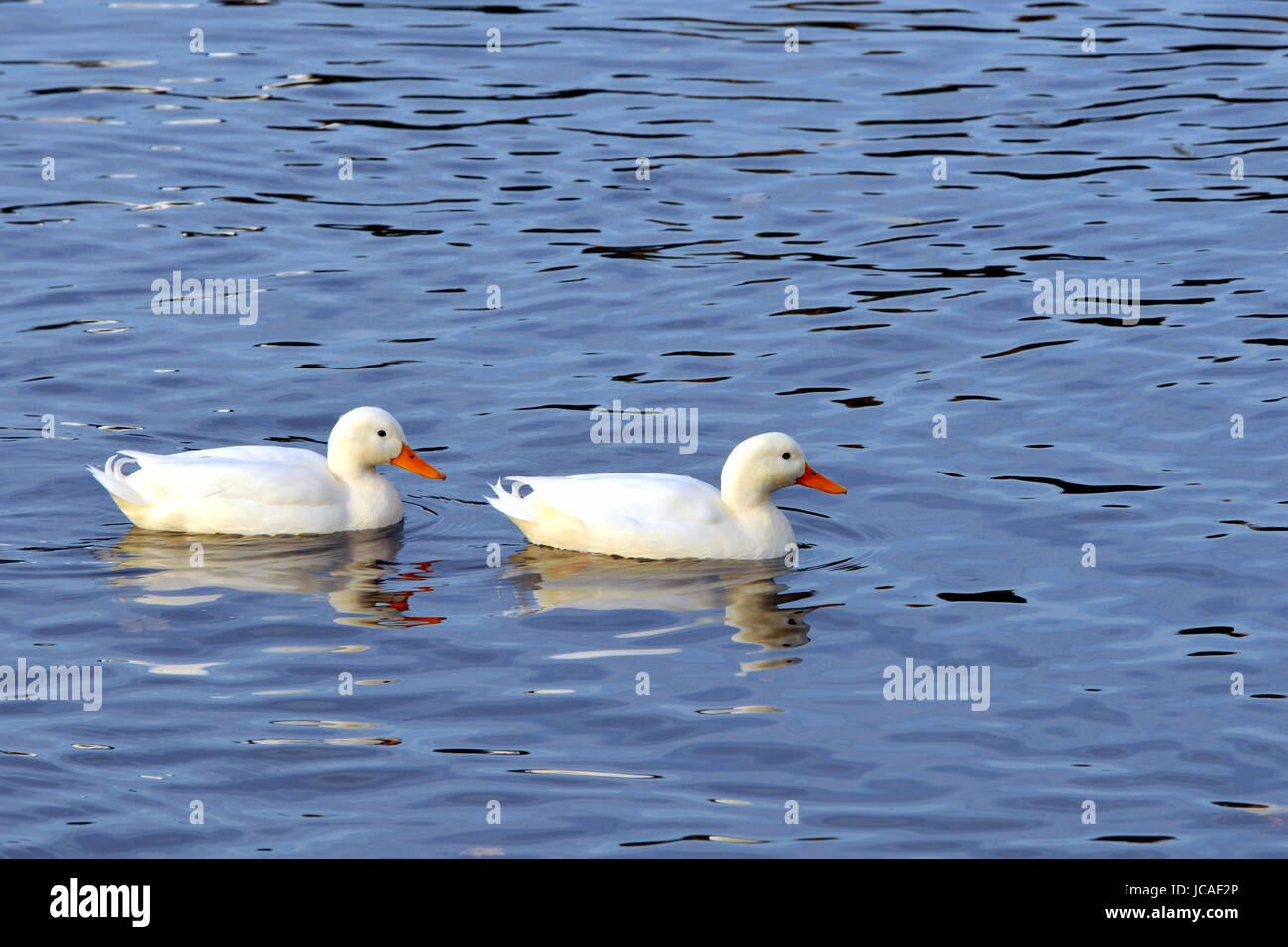 two white ducks Stock Photo - Alamy
