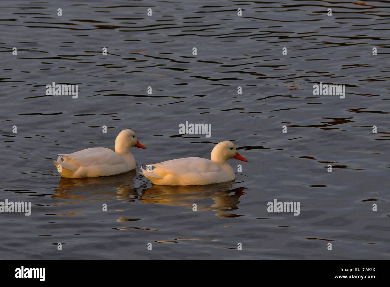 two white ducks Stock Photo - Alamy