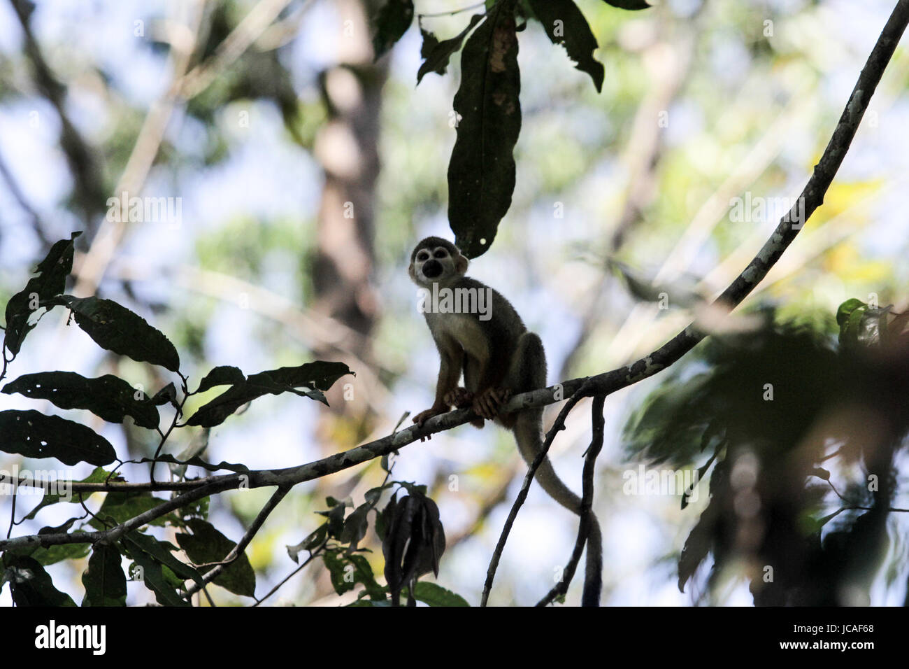 MANAUS, 10.06.2017: Little monkey in the braziian Amazon rainforest ...