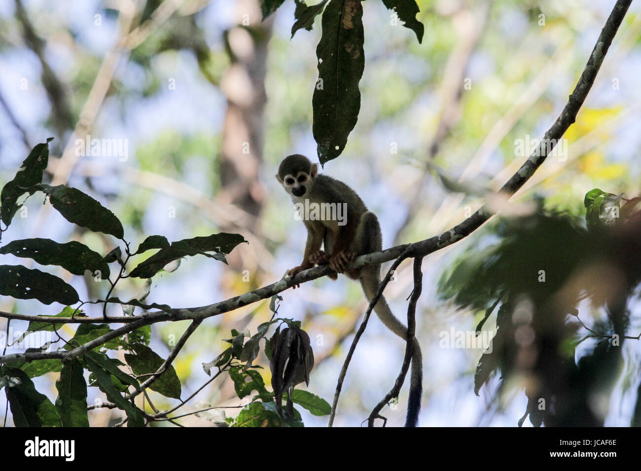 MANAUS, 10.06.2017: Little monkey in the braziian Amazon rainforest ...