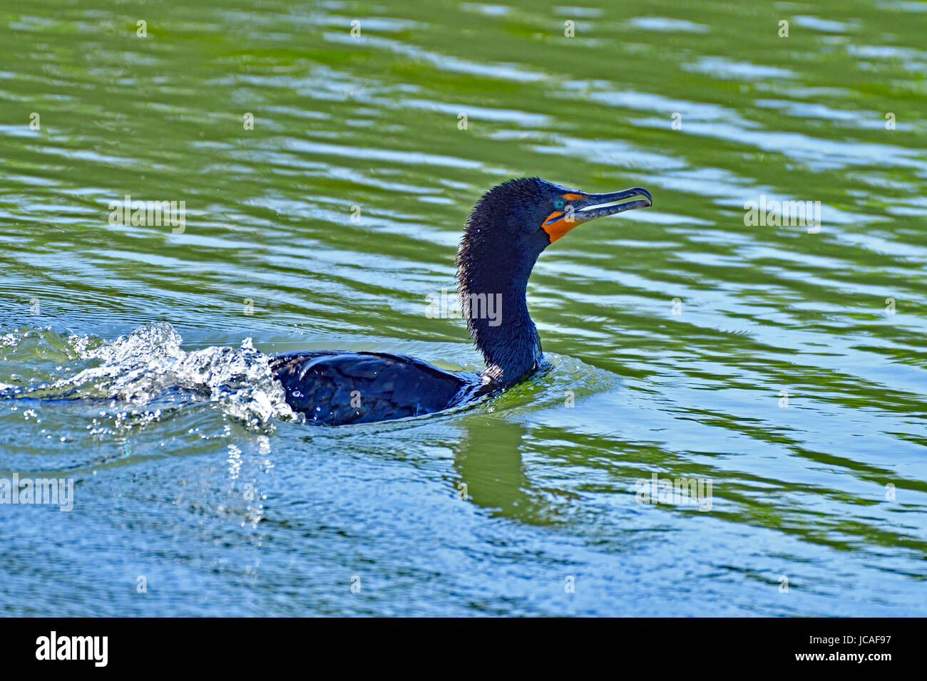 A double crested cormorant surfaced from a dive Stock Photo - Alamy