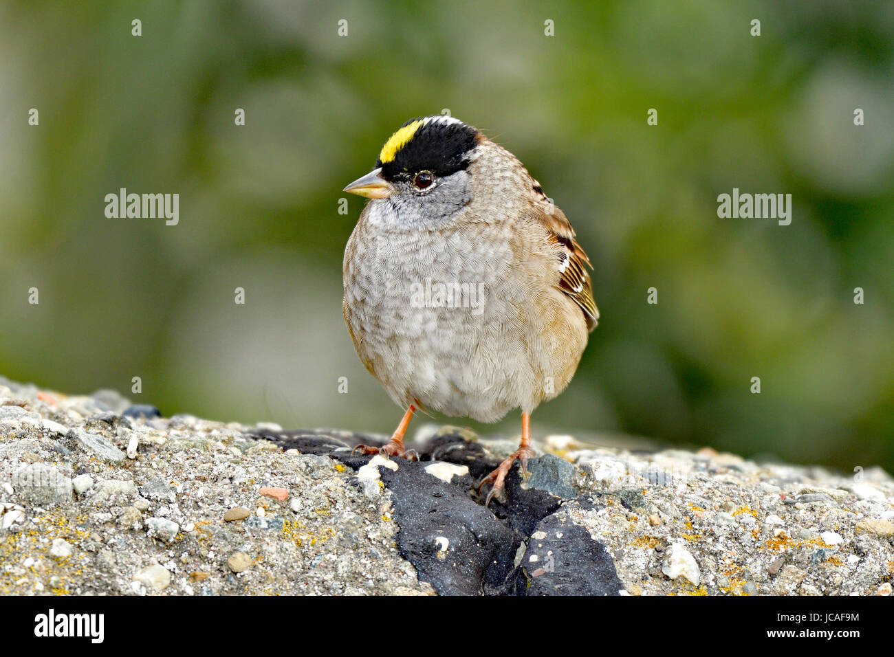 Puffed Up Bird Stock Photos & Puffed Up Bird Stock Images - Alamy