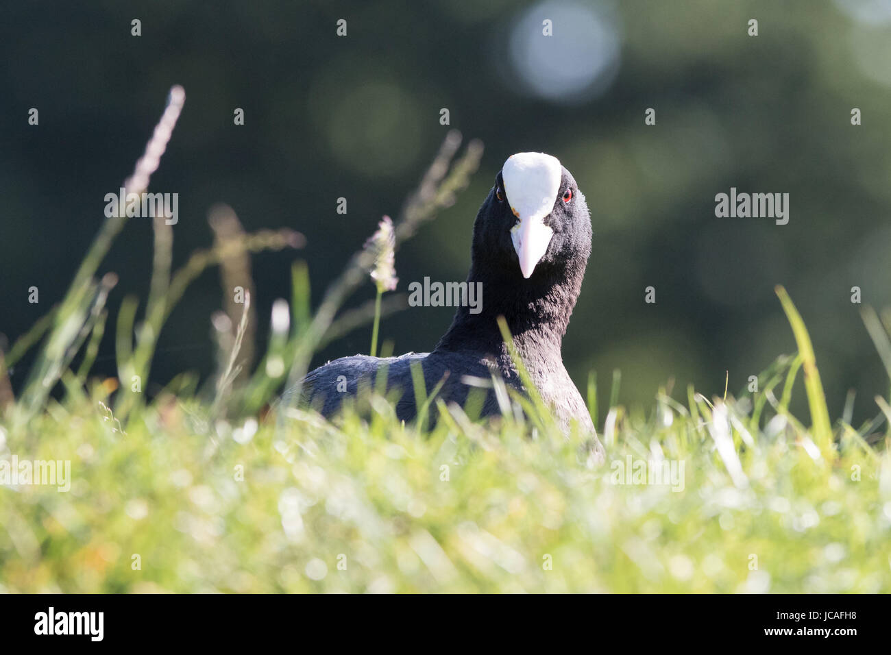 Bald Coot High Resolution Stock Photography and Images - Alamy