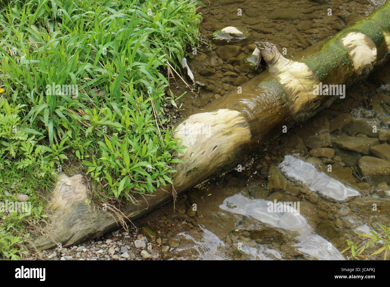 Log in a stream with grass Stock Photo - Alamy
