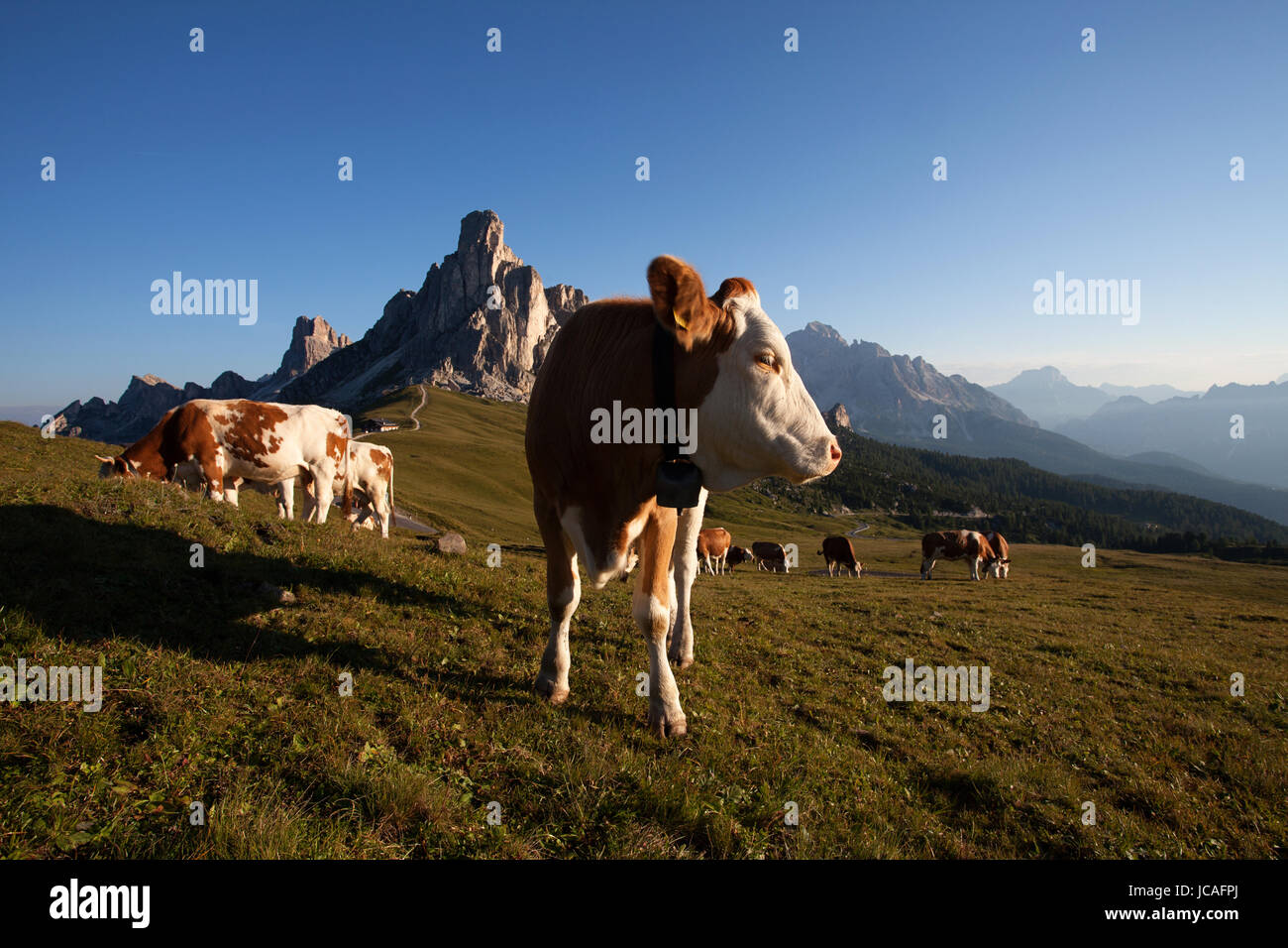 A herd of cows grazing on a picturesque meadow on Passo Giau, Dolomites ...