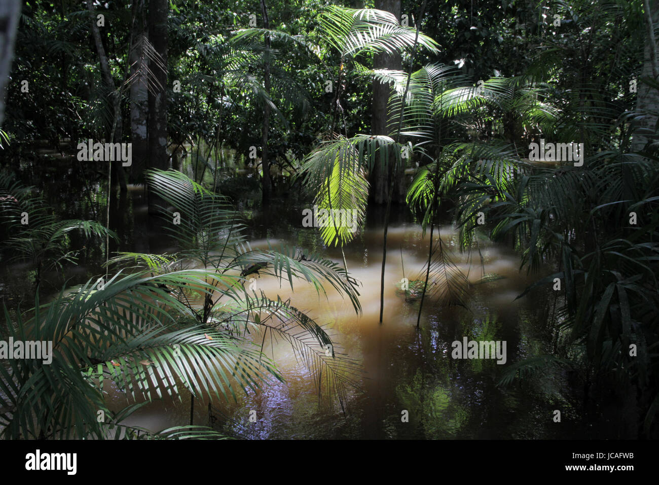 MANAUS, 10.06.2017: View of the deep of brazilian Amazonbrainforest ...