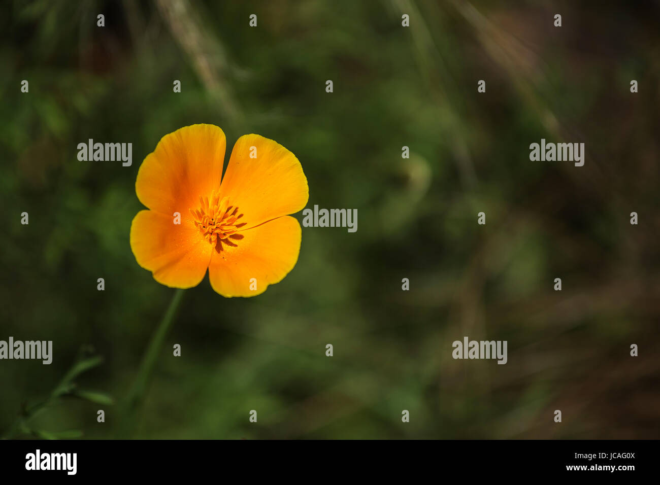 Single Californian Poppy Stock Photo - Alamy