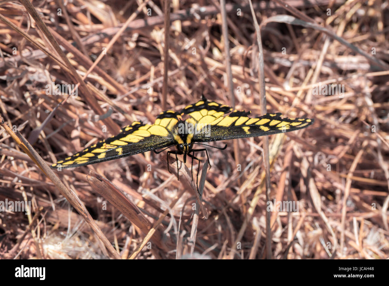 Anise swallowtail hi-res stock photography and images - Alamy