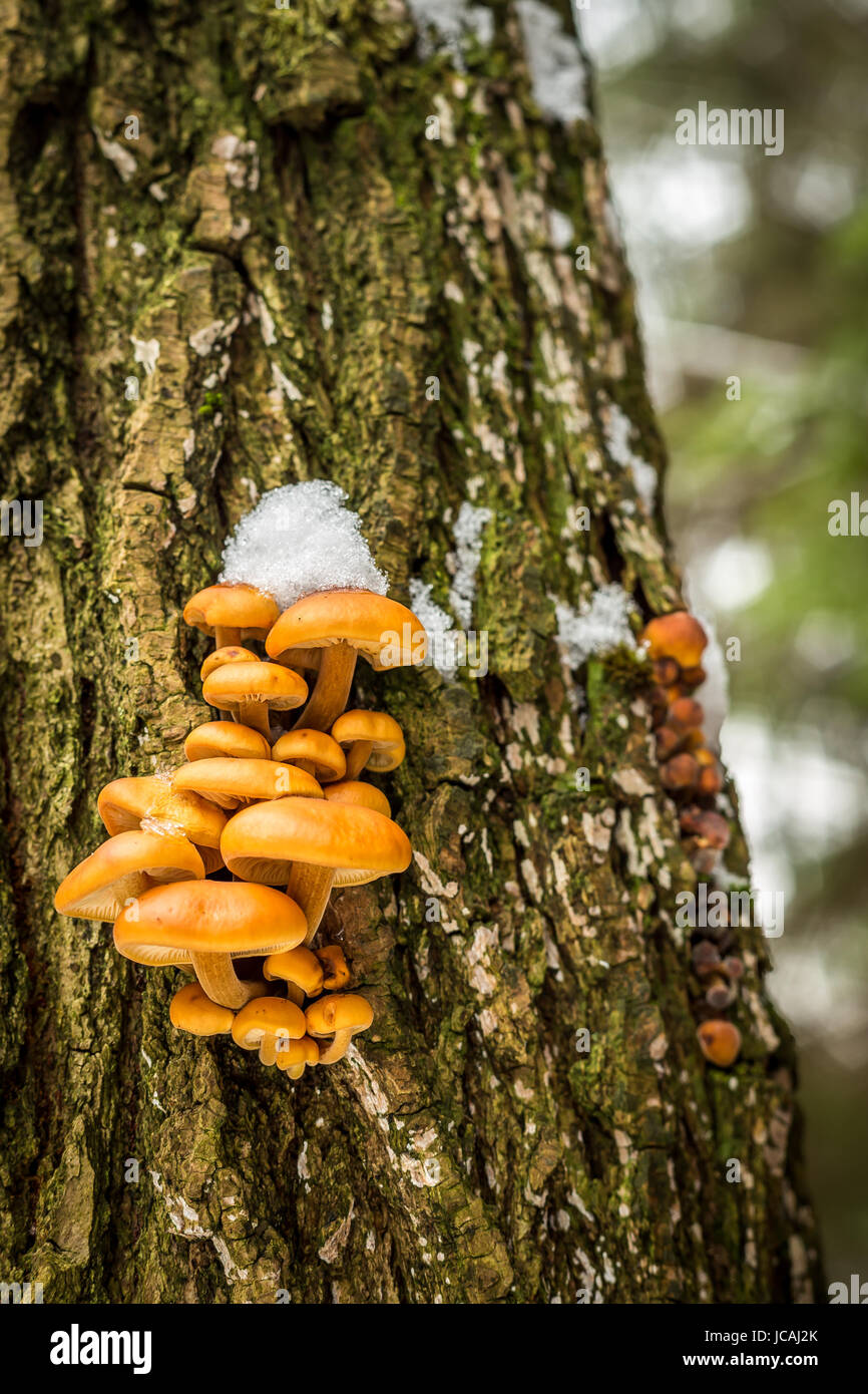 Flammulina sp hi-res stock photography and images - Alamy