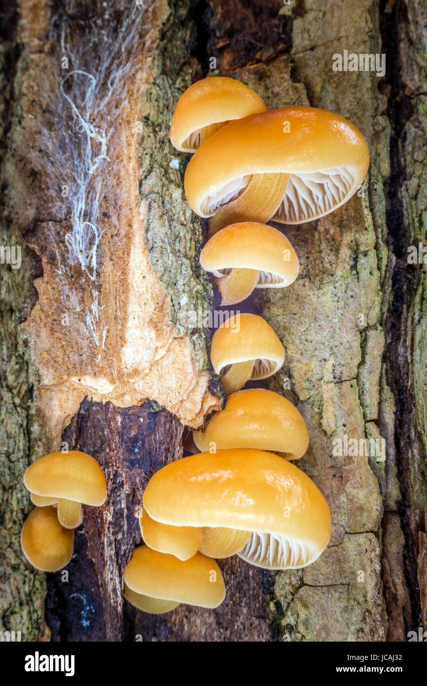 Flammulina sp hi-res stock photography and images - Alamy