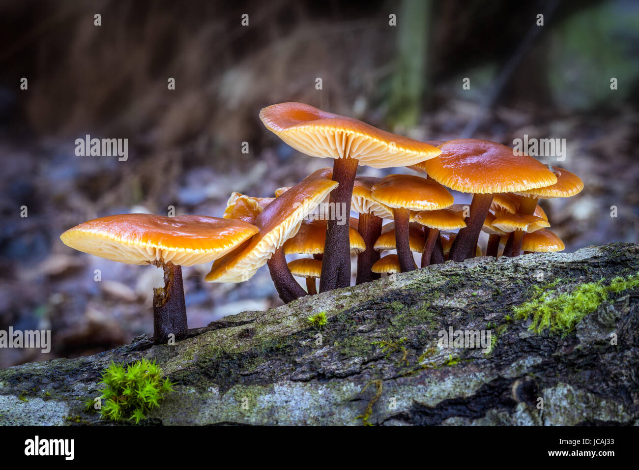 Edible mushrooms with excellent taste, Flammulina sp Stock Photo - Alamy