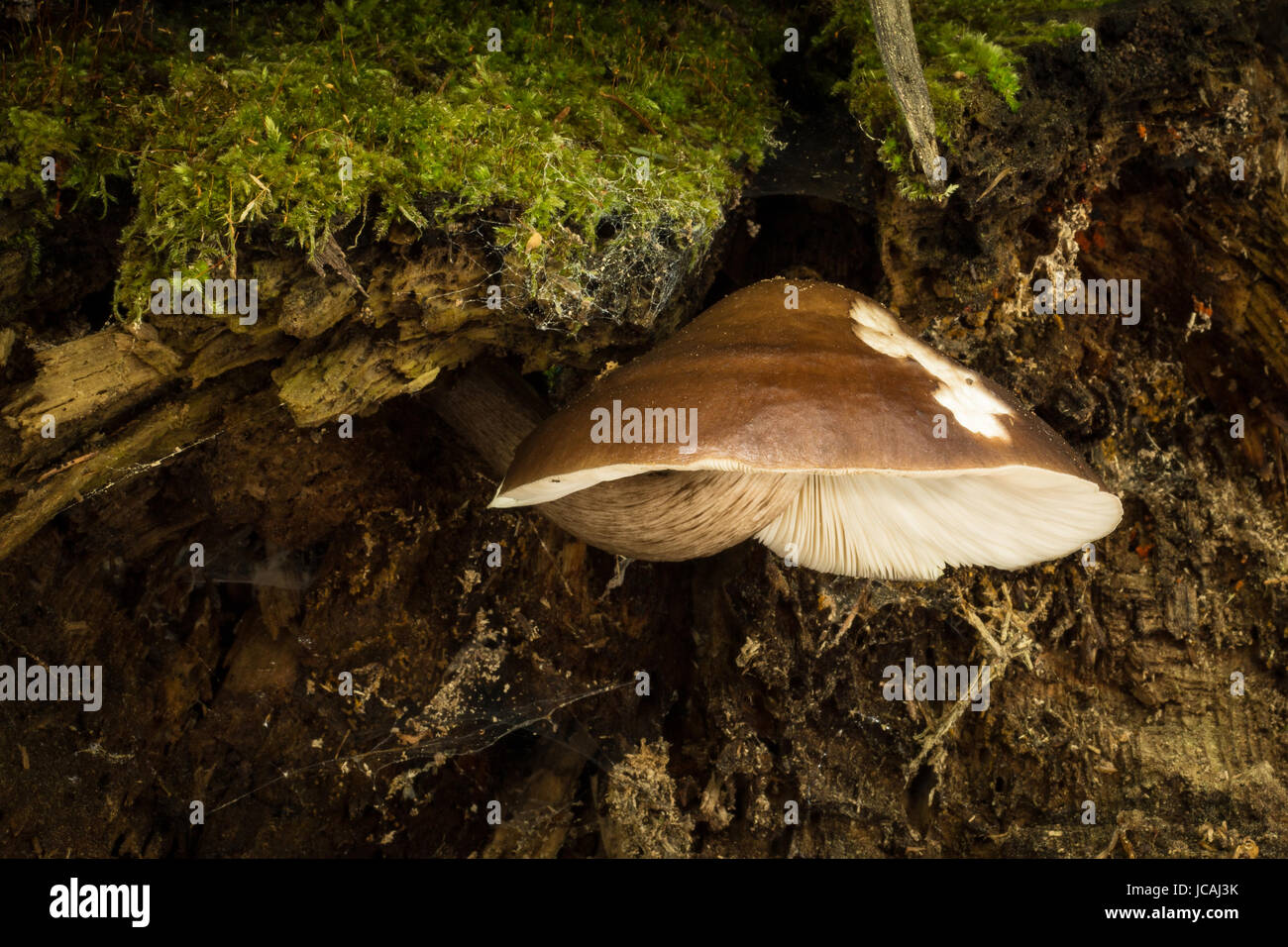 Pluteus fungi hi-res stock photography and images - Alamy
