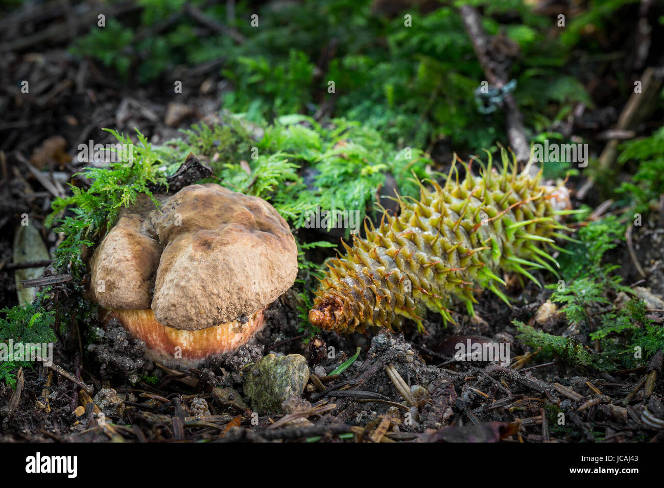 Edible mushrooms with excellent taste, neoboletus luridiformis Stock ...