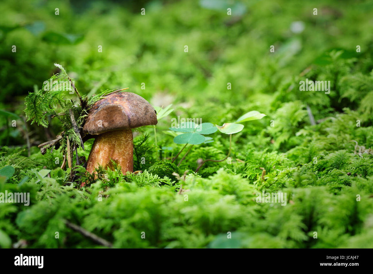 Edible mushrooms with excellent taste, neoboletus luridiformis Stock ...