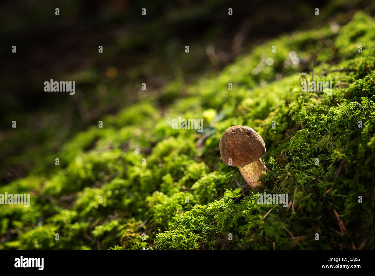 Edible mushrooms with excellent taste, neoboletus luridiformis Stock ...