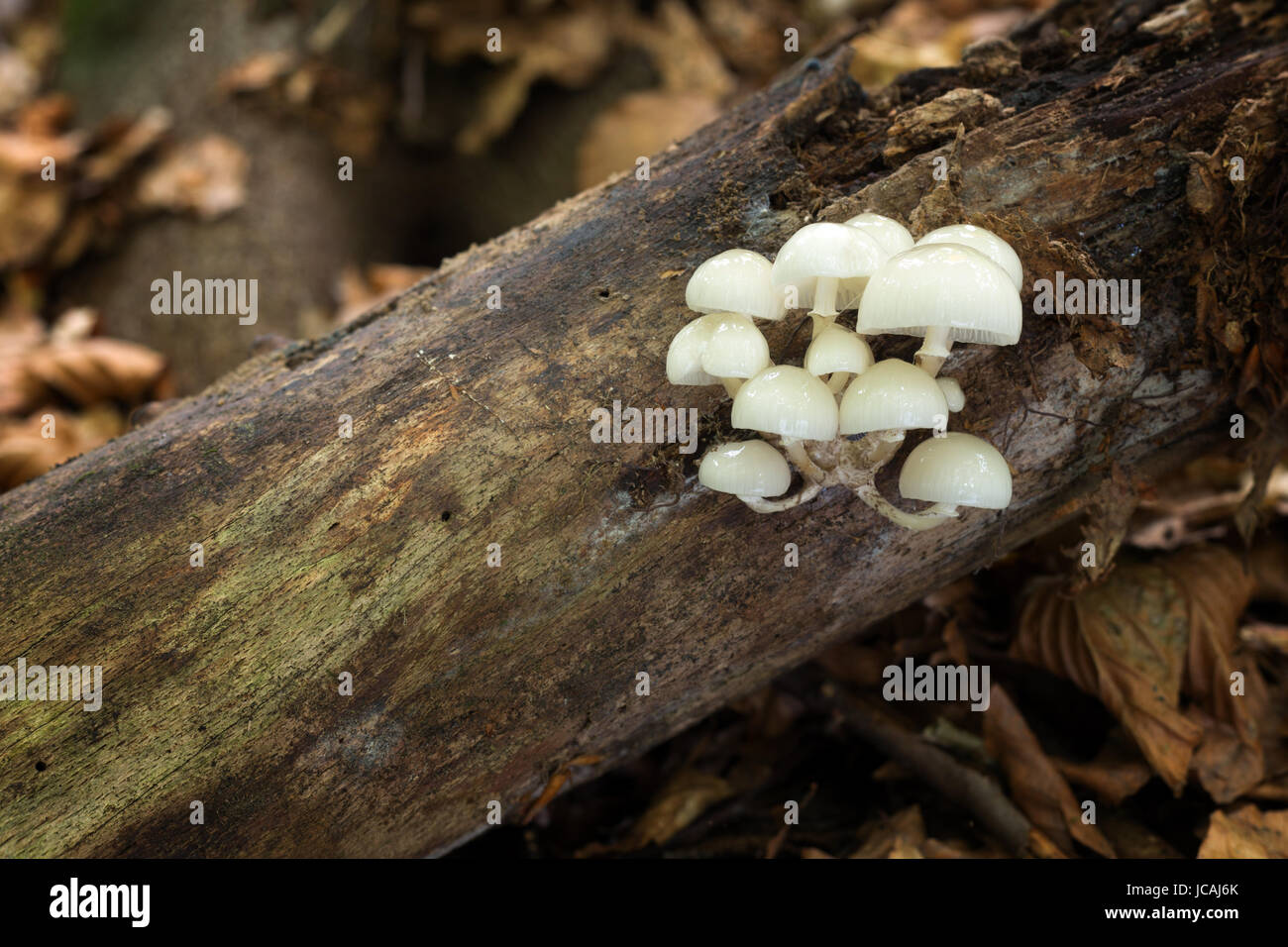 Mucidula mucida hi-res stock photography and images - Alamy