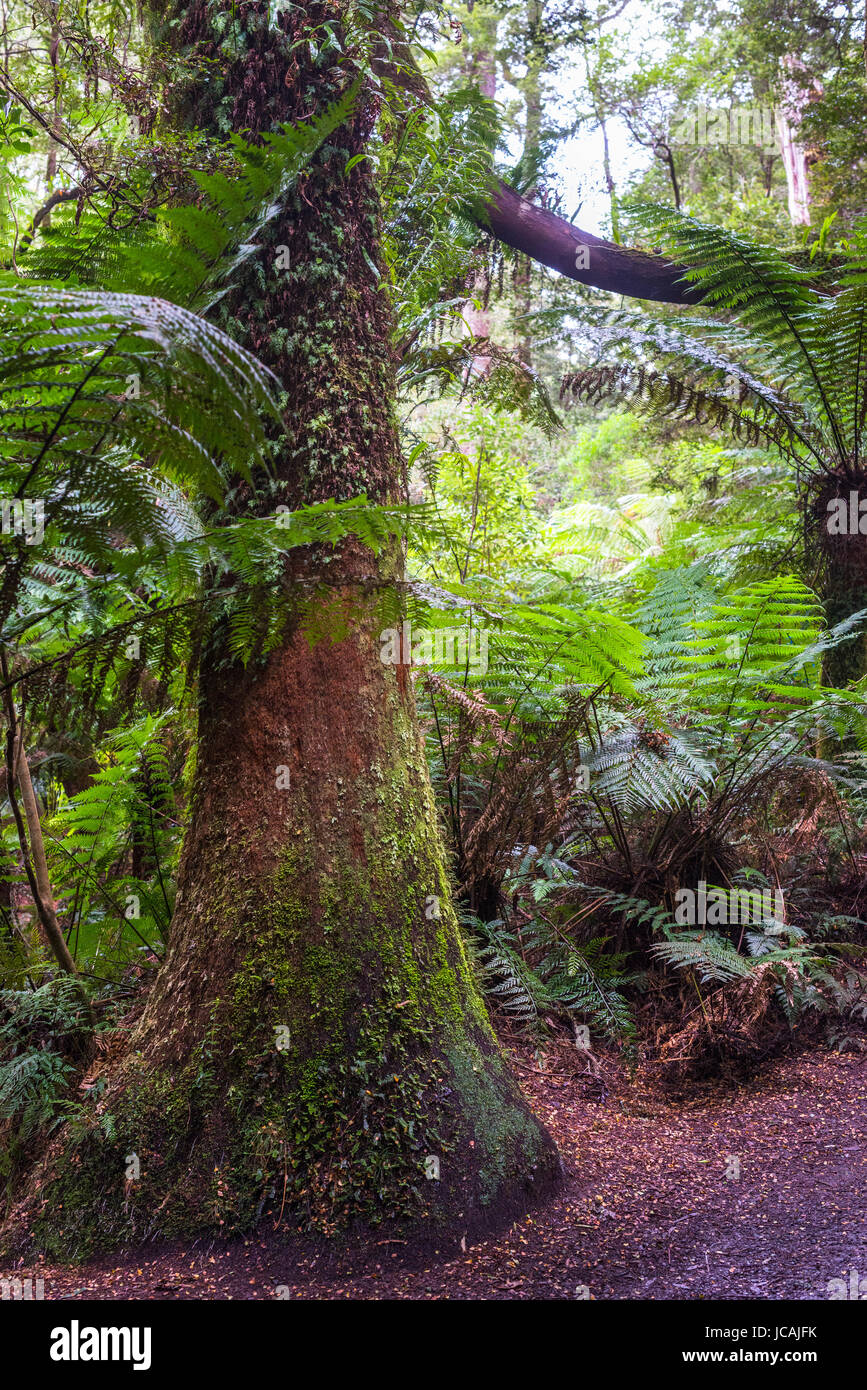 Dicksonia antarctica Rain forest at Melba Gully State Park, Great Otway ...