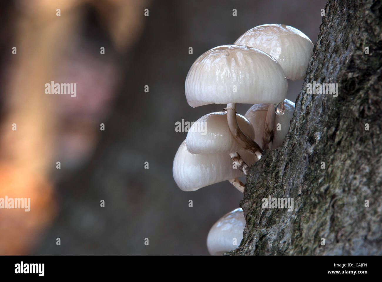 inedible fungus grows in forests, Central Europe, Oudemansiella mucida ...