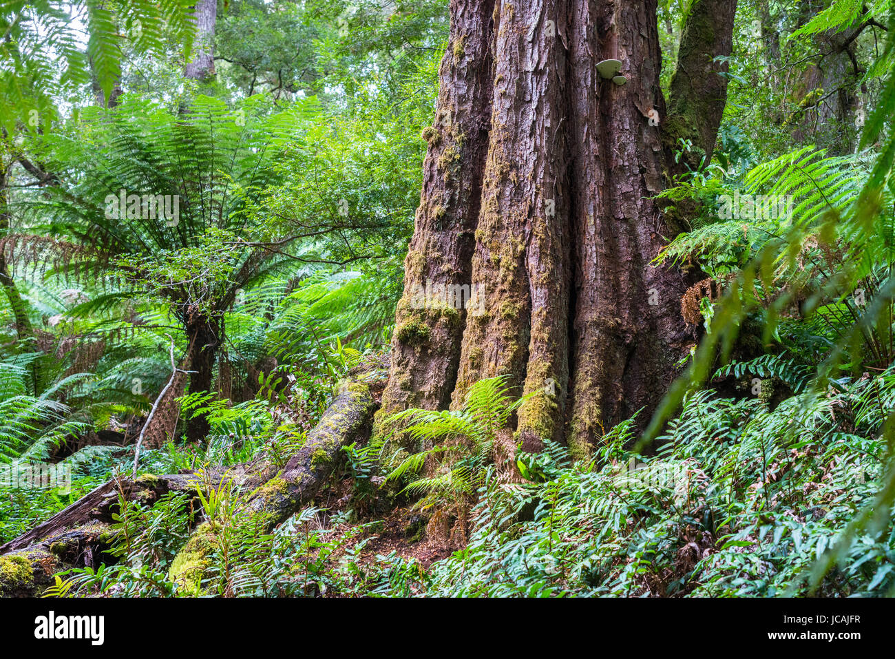 Dicksonia antarctica Rain forest at Melba Gully State Park, Great Otway ...