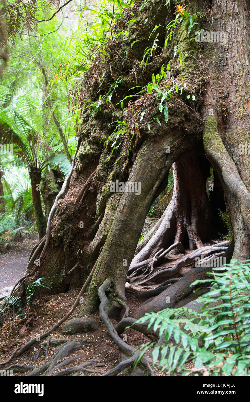 Dicksonia antarctica Rain forest at Melba Gully State Park, Great Otway ...