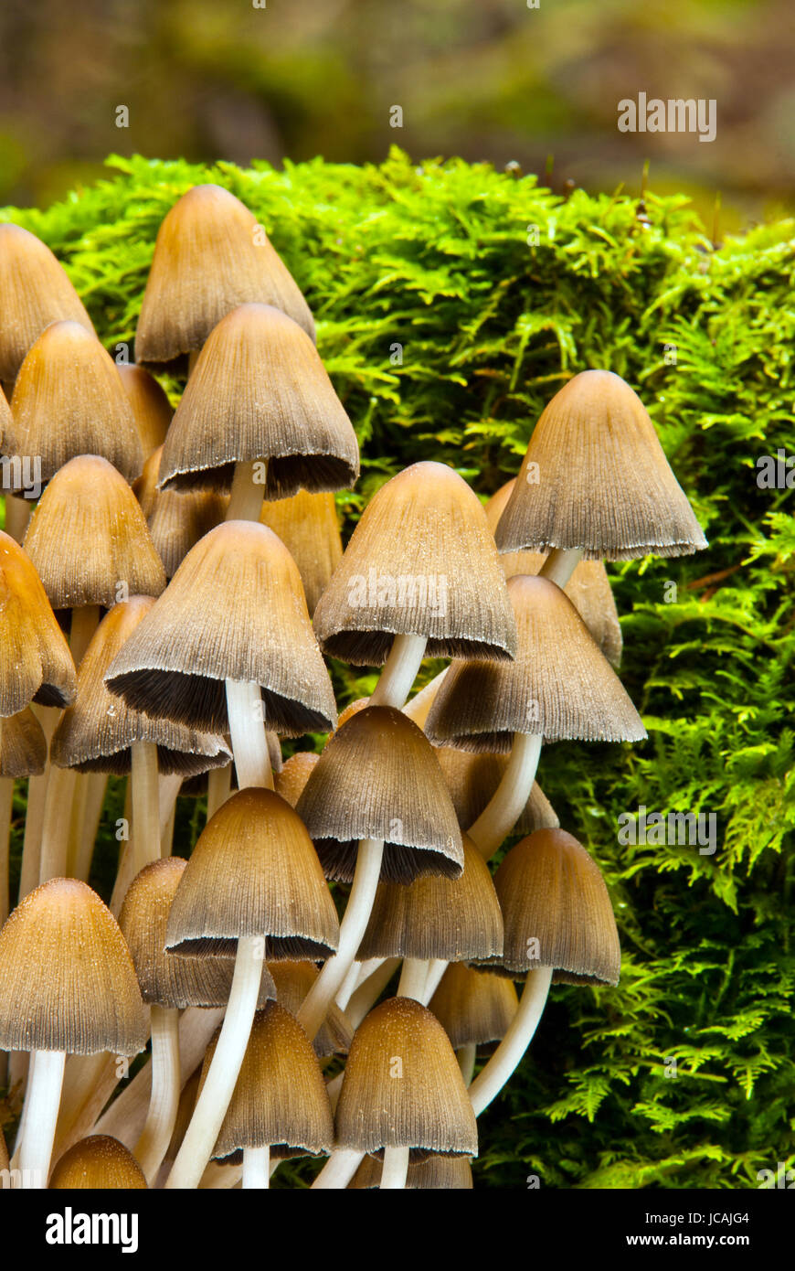 Coprinus