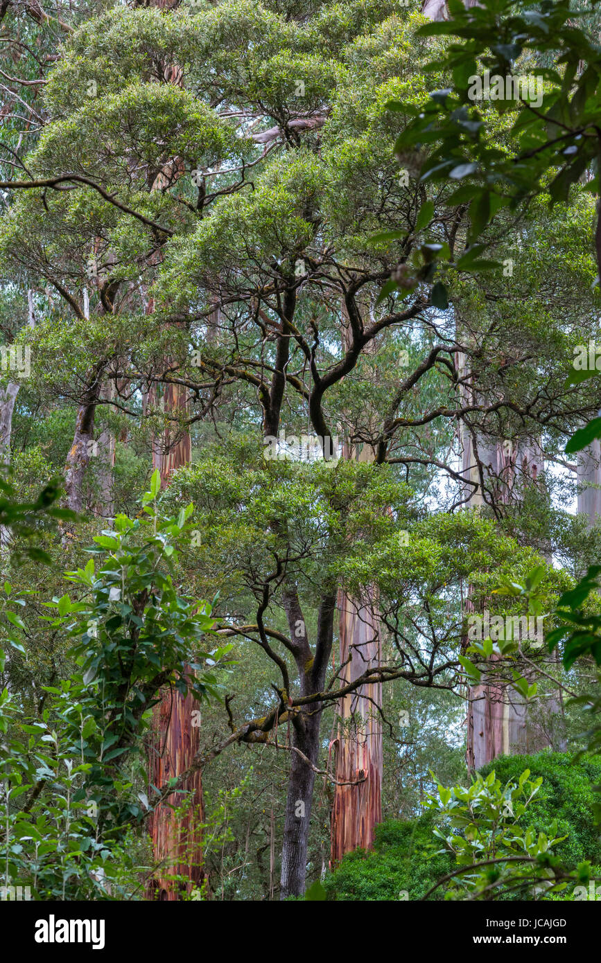 Dicksonia antarctica Rain forest at Melba Gully State Park, Great Otway ...