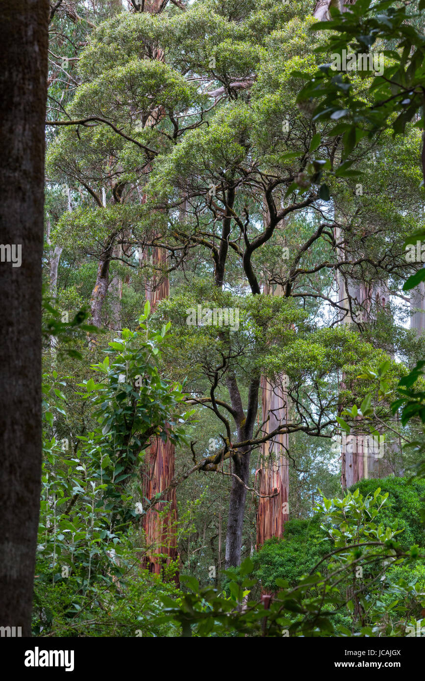 Dicksonia antarctica Rain forest at Melba Gully State Park, Great Otway ...