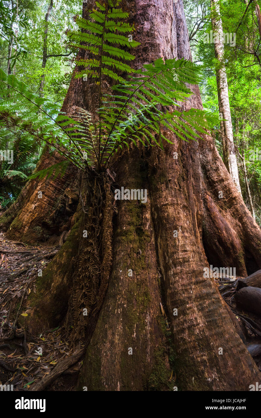 Dicksonia antarctica Rain forest at Melba Gully State Park, Great Otway ...