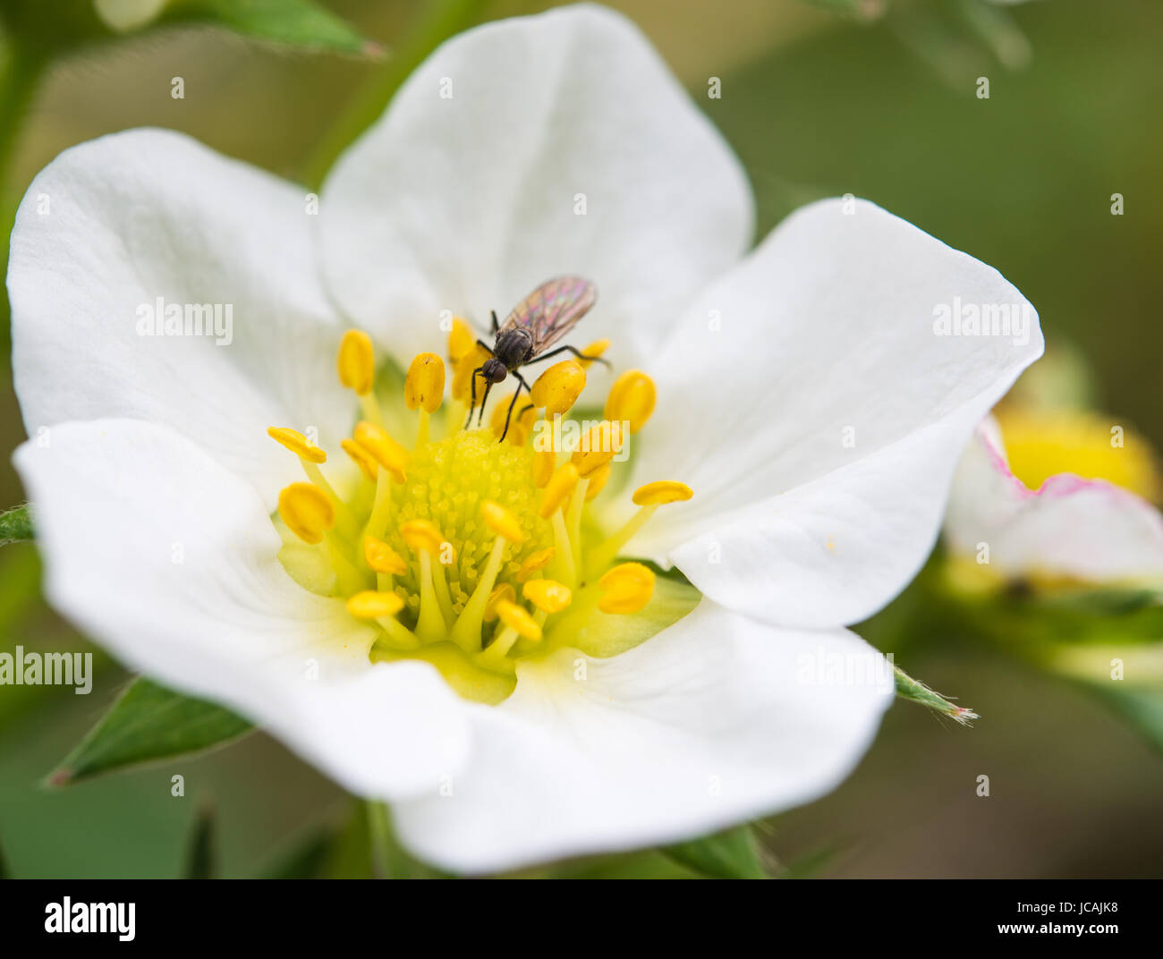 Garden strawberry flowers Stock Photo - Alamy