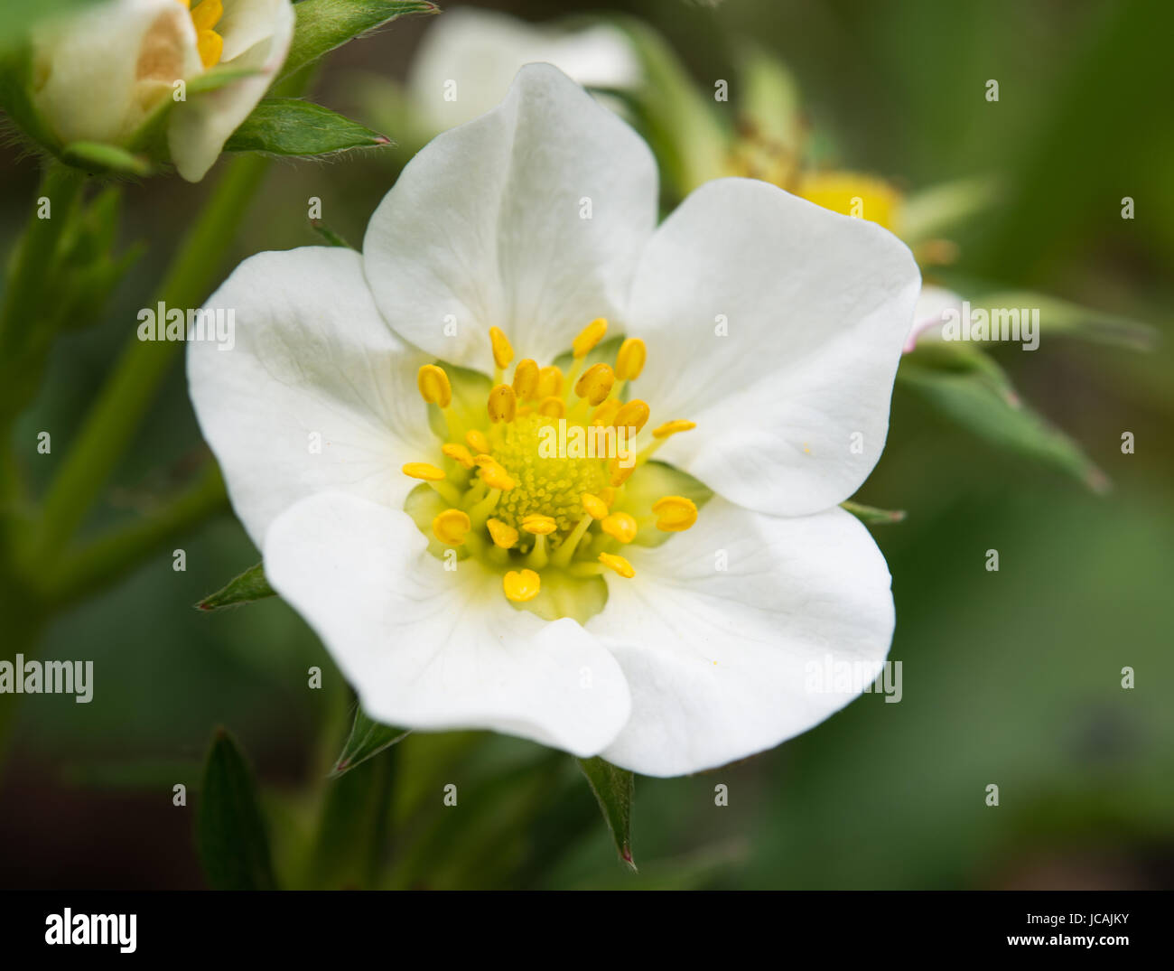 Strawberry bloom hi-res stock photography and images - Alamy
