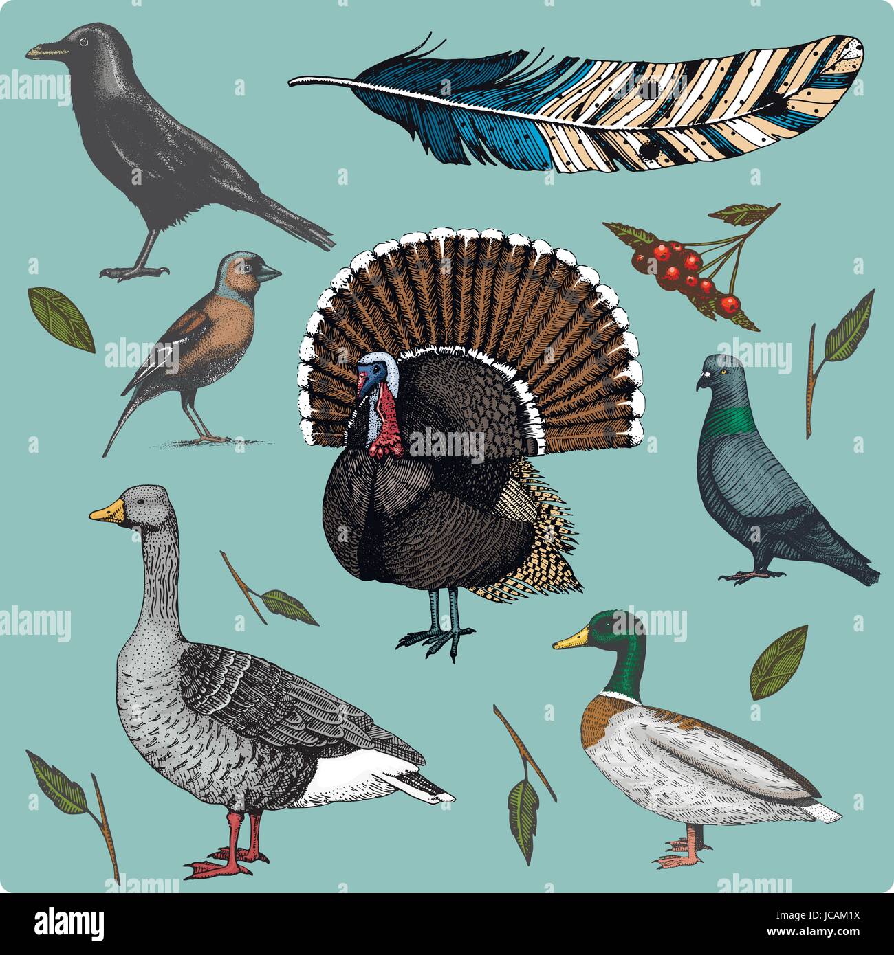 Turkey bird drawing hi-res stock photography and images - Alamy