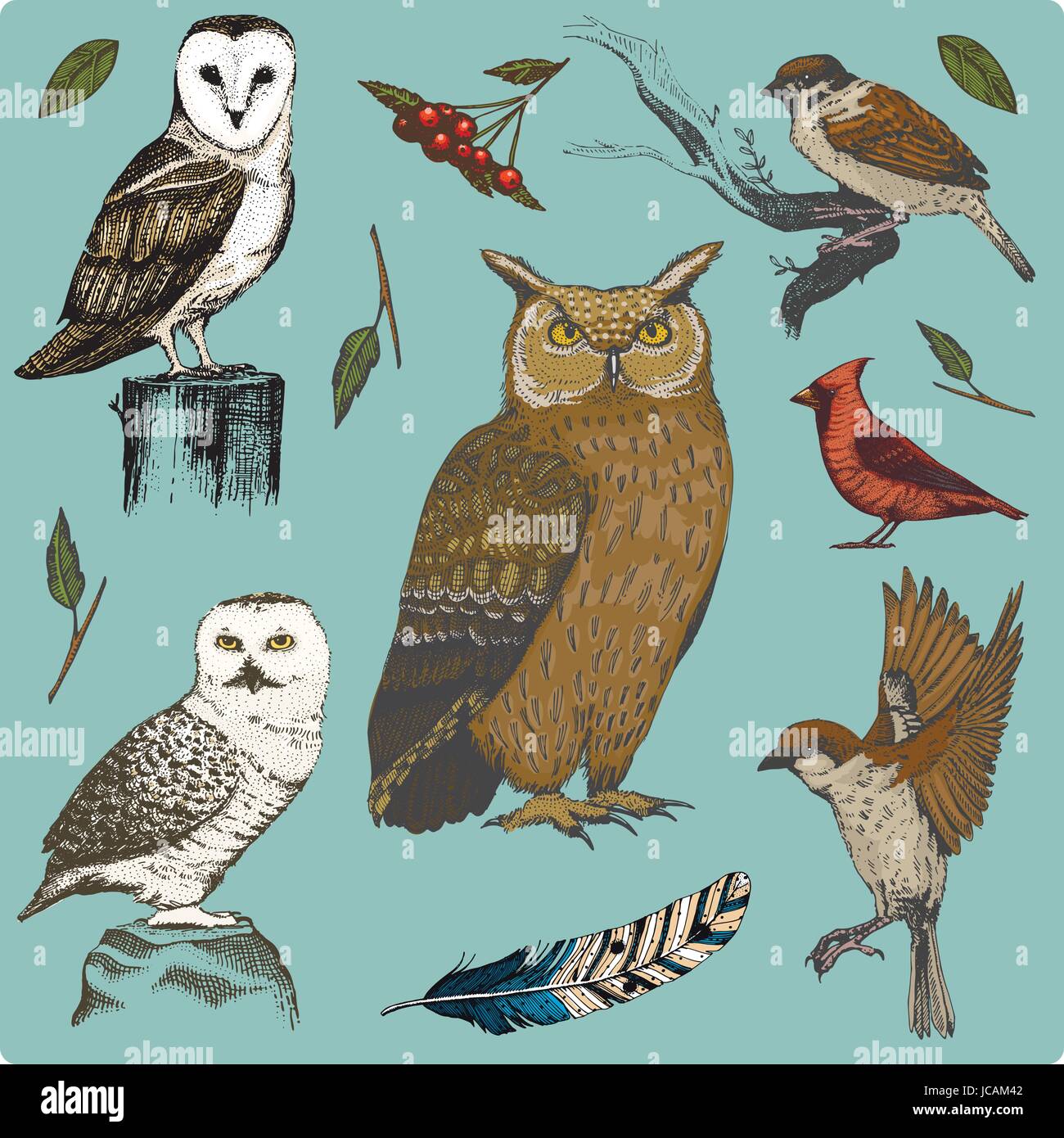 Cardinal graphic hi-res stock photography and images - Alamy