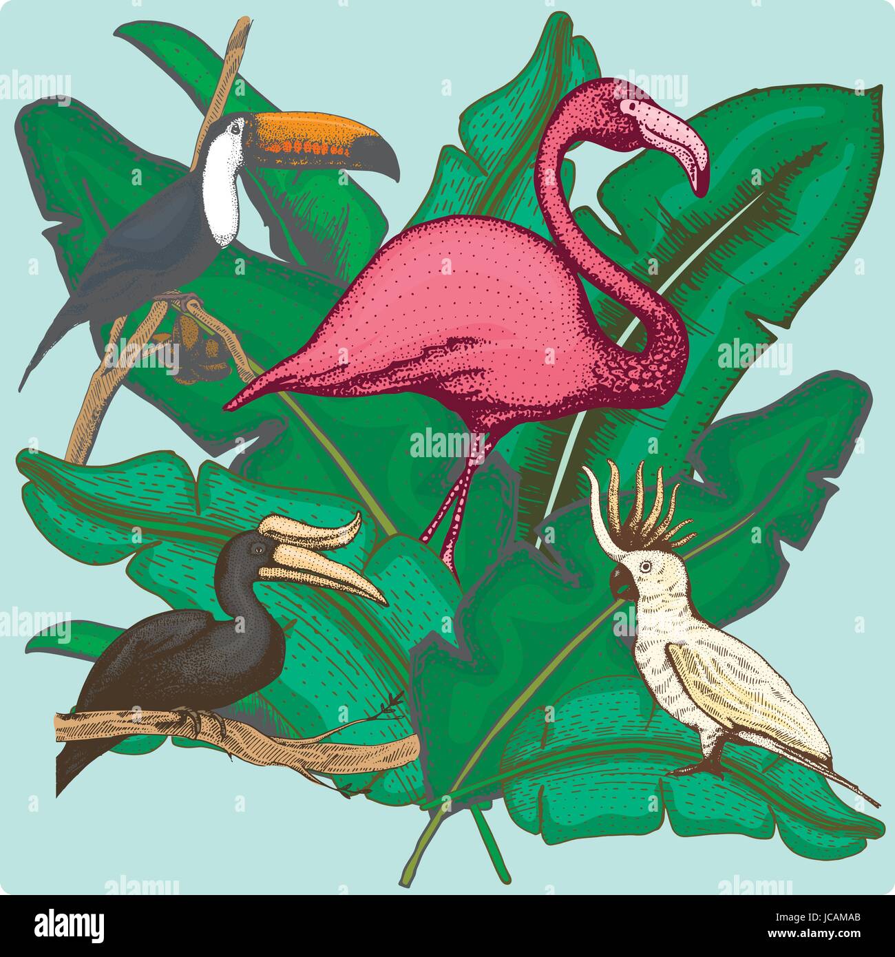 Hand Drawn Vector Realistic Bird Sketch Graphic Style Set Of Domestic
