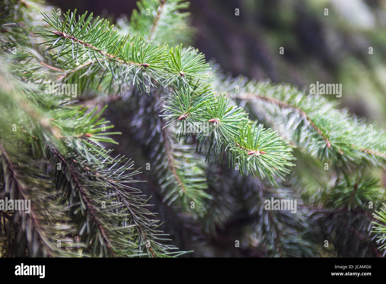 Needle Like Leaves High Resolution Stock Photography and Images - Alamy