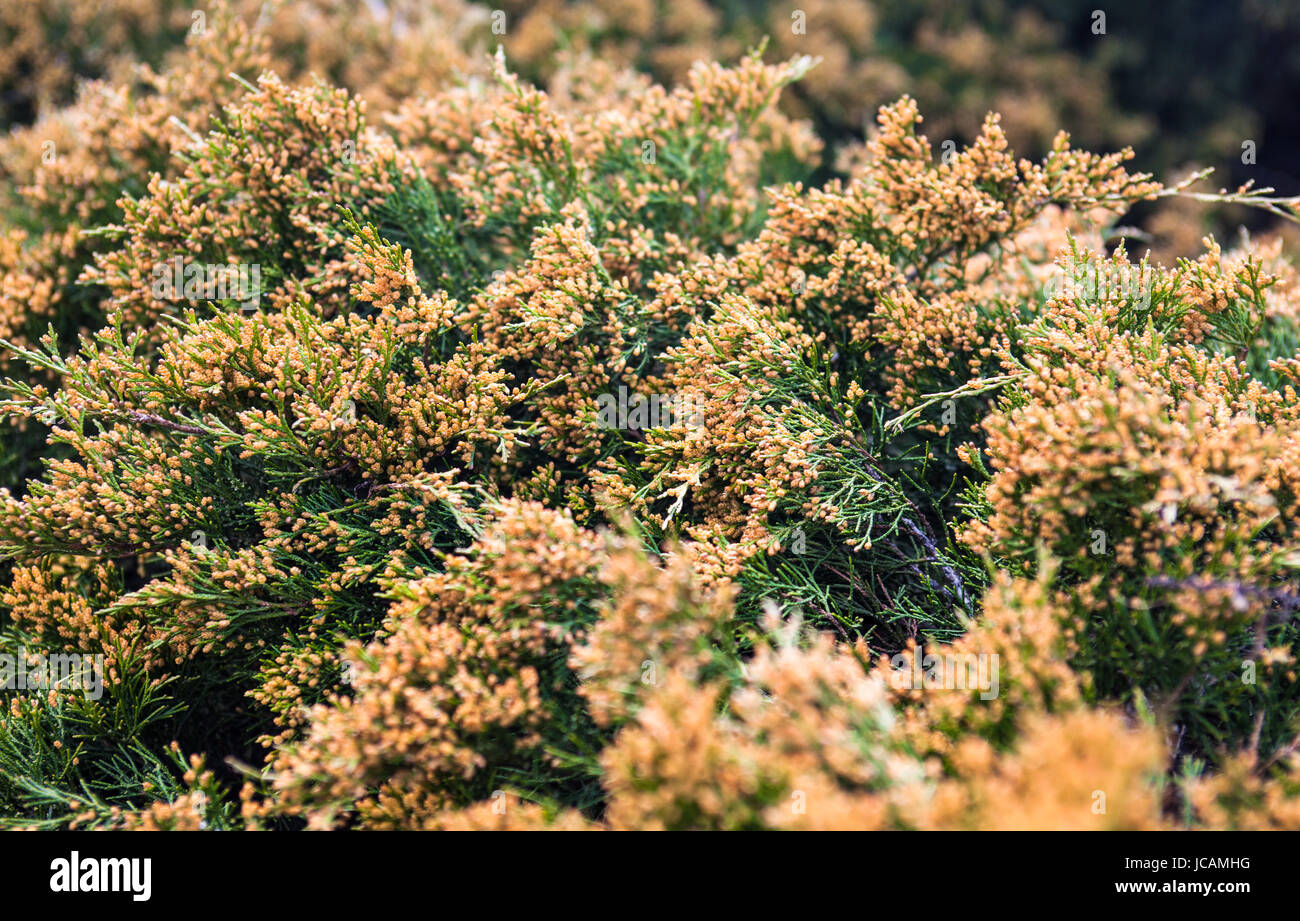 Juniper branches with lots of yellow pollen-producing male cones Stock ...