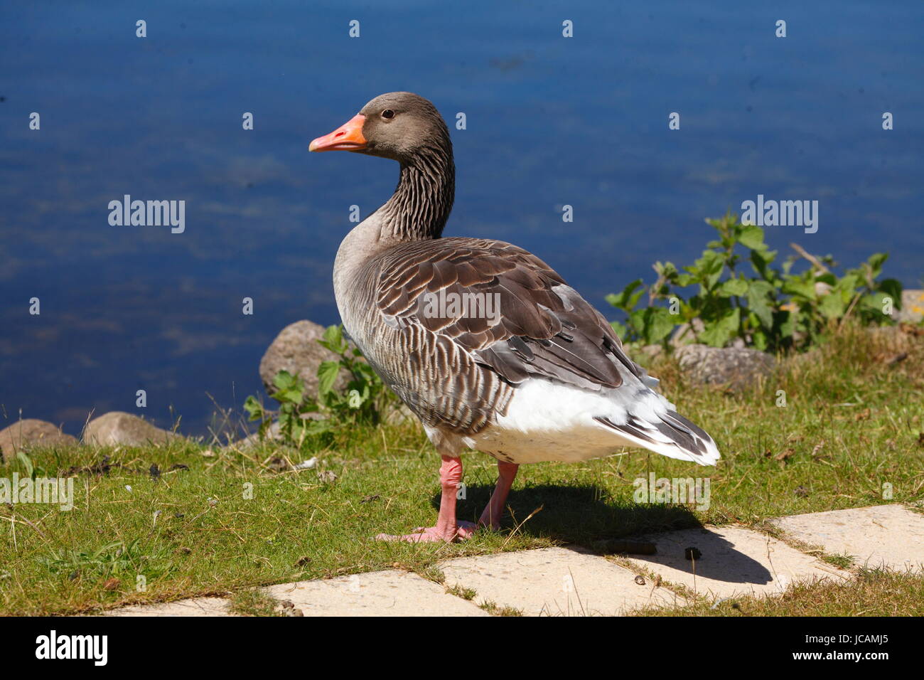 Geese on bank embankment hi-res stock photography and images - Alamy