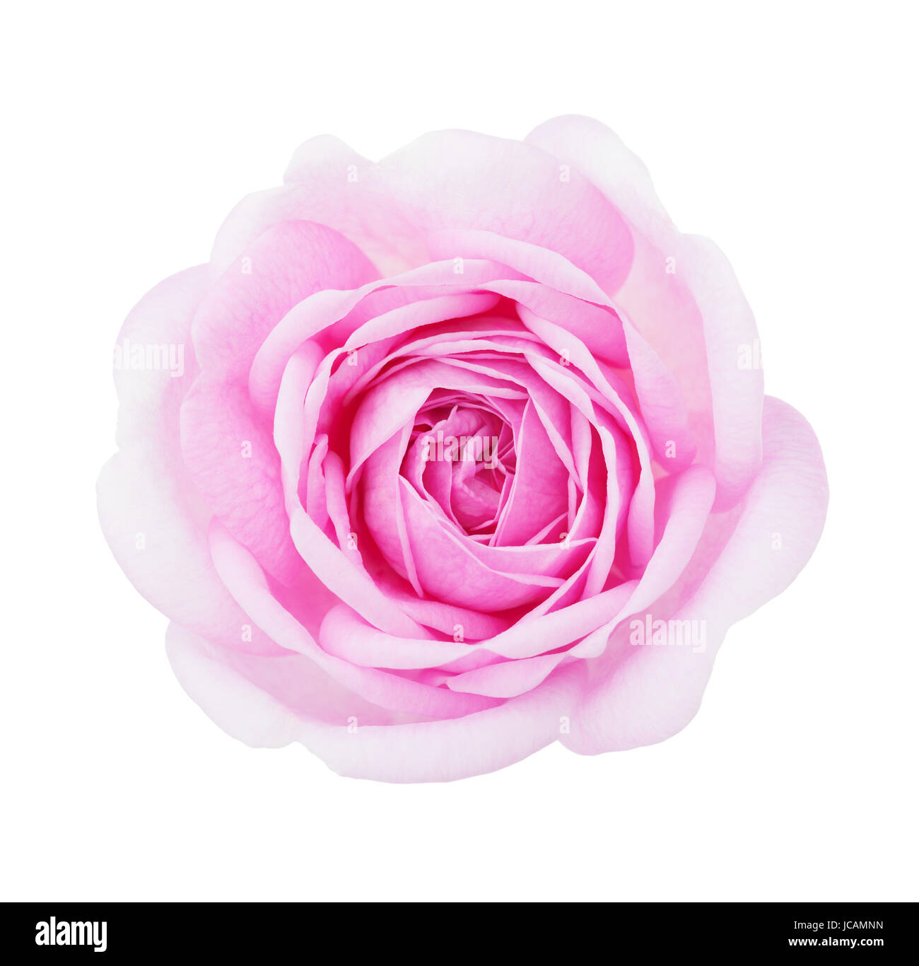 Light pink rose isolated on white background Stock Photo - Alamy