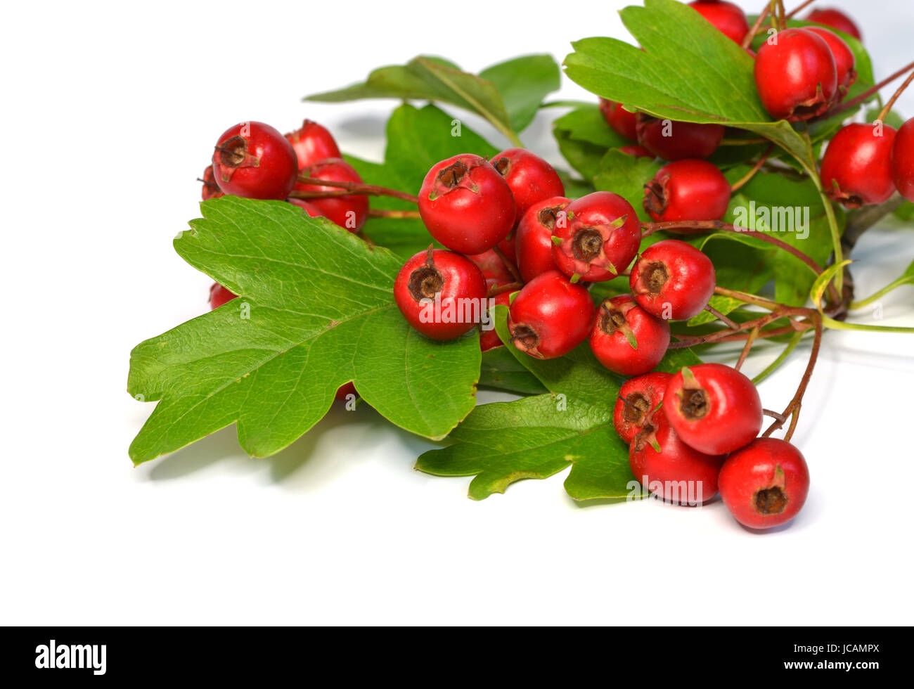 hawthorn Stock Photo - Alamy
