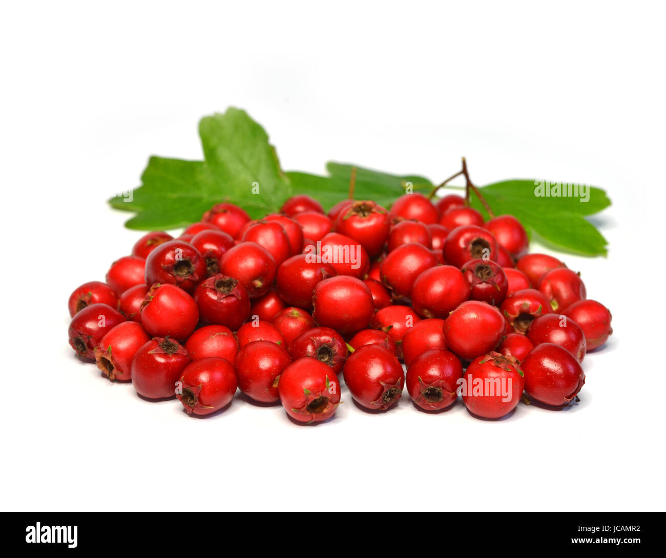 Hawthorn autumn harvest Cut Out Stock Images & Pictures - Alamy