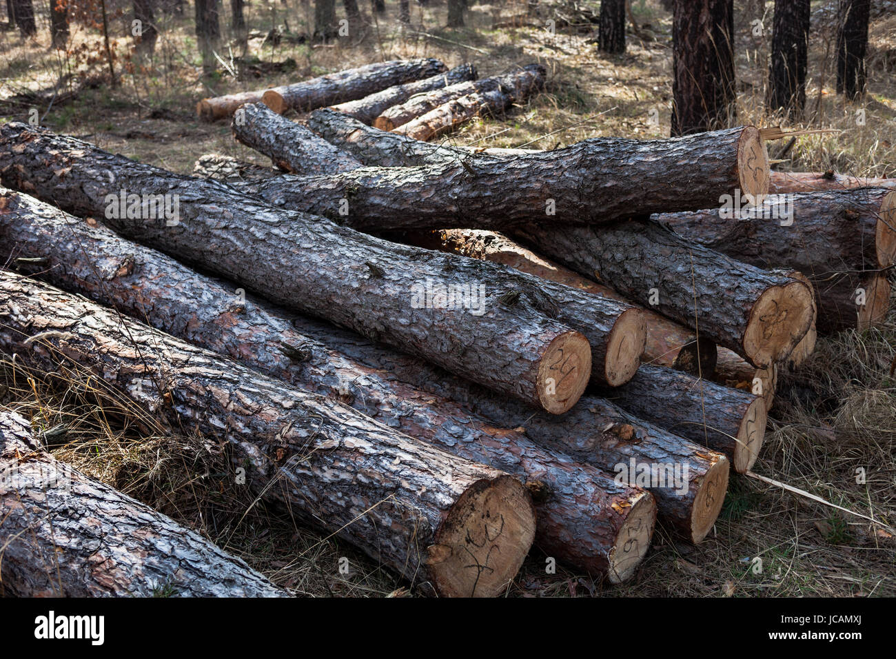Pile of cut pine logs in the forest Stock Photo - Alamy