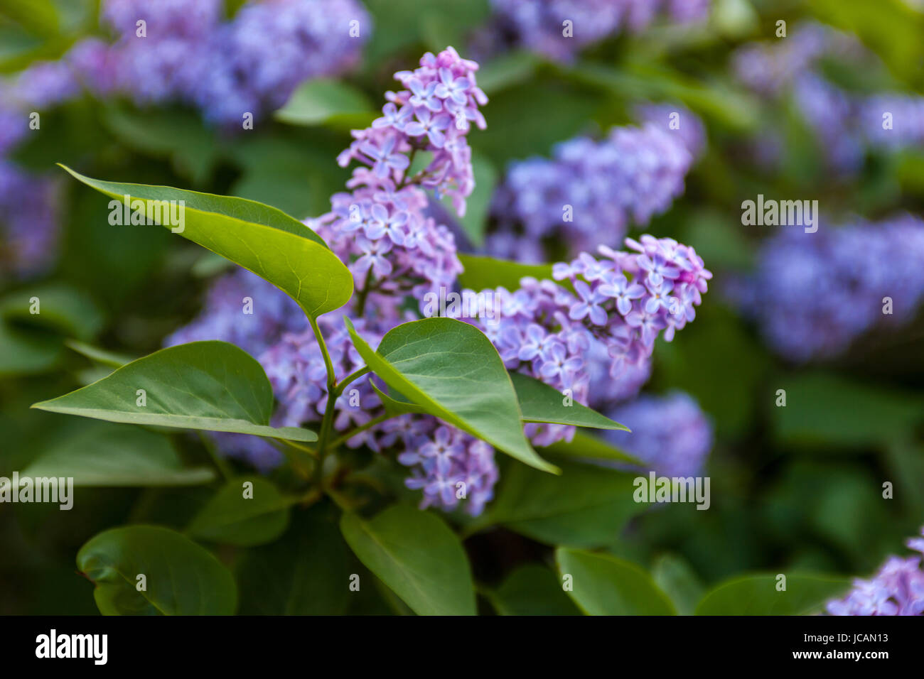 Branches of beautiful and delicate spring lilac flowers Stock Photo - Alamy