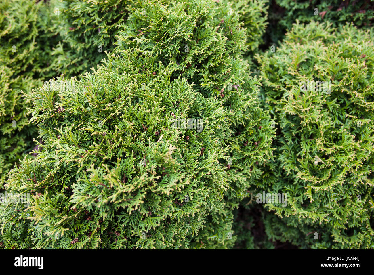 Scale like leaves hi-res stock photography and images - Alamy