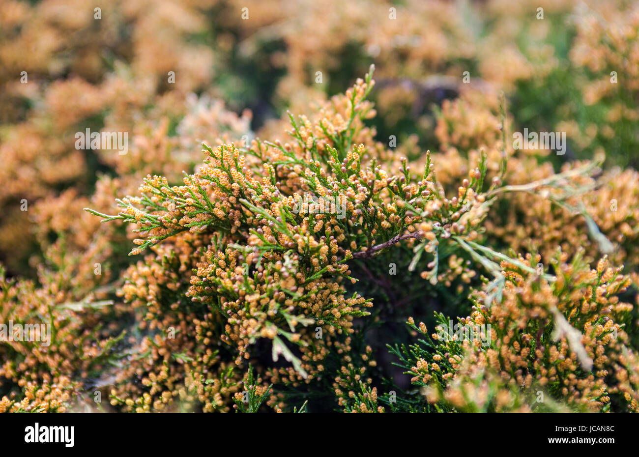 Juniper branches with lots of yellow pollen-producing male cones Stock ...