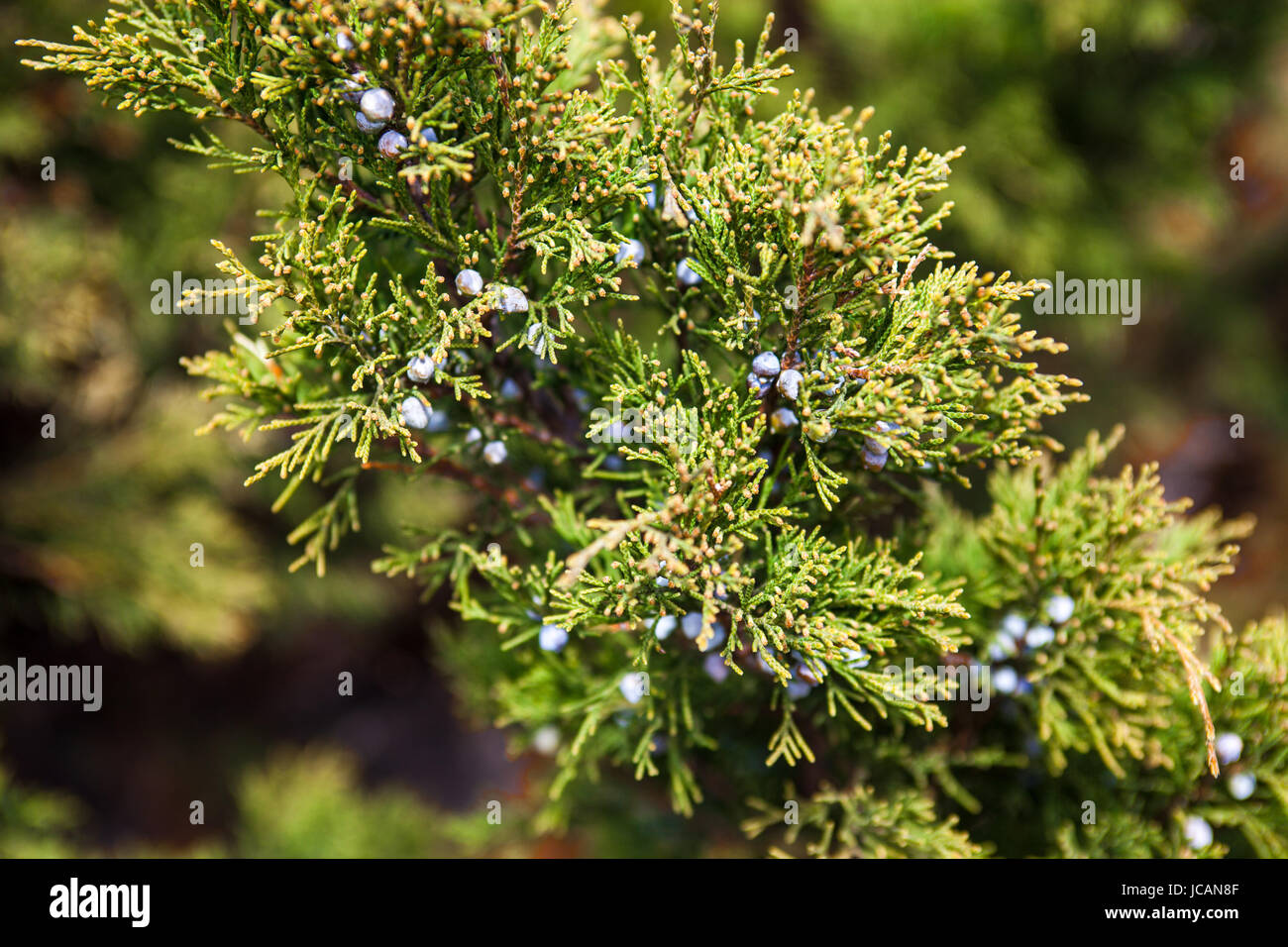 Juniper branch with blue female berry-like seed cones Stock Photo - Alamy