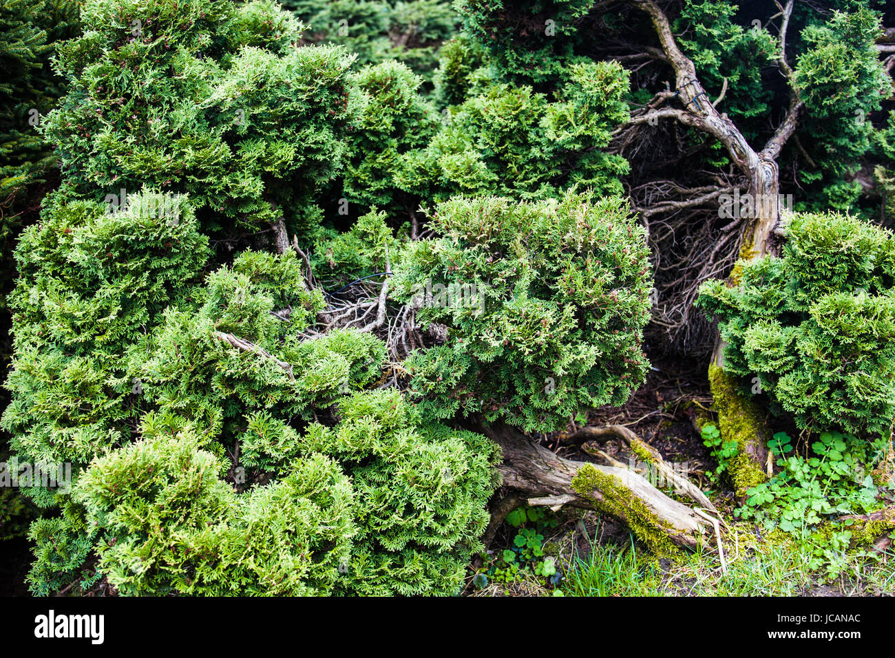 Curved trunk and branches of the Juniper, evergreen coniferous plant ...